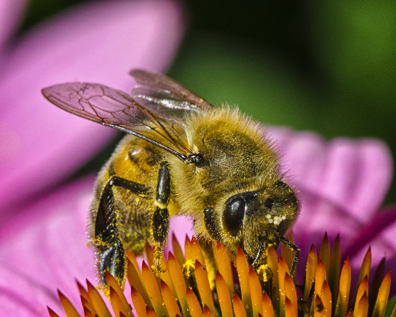 Busy Bee | Shutterbug